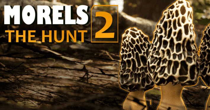 『Morels: The Hunt 2』のゲーム紹介 - ゲームウィズ